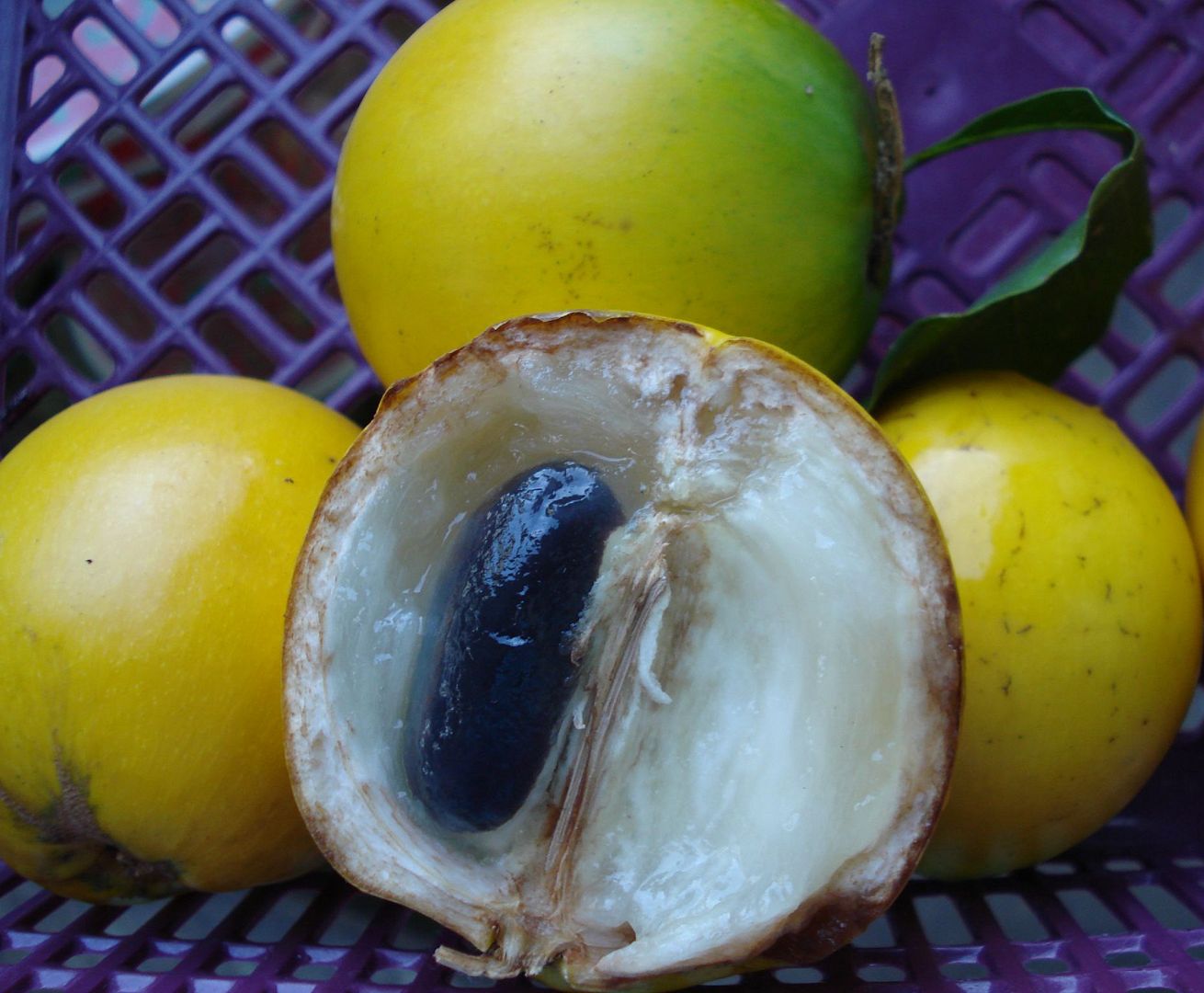 Polynesian Produce Stand : the EMPEROR'S GOLDEN FRUIT ~ABIU~ Pouteria caimito Rare Fruit Tree ...
